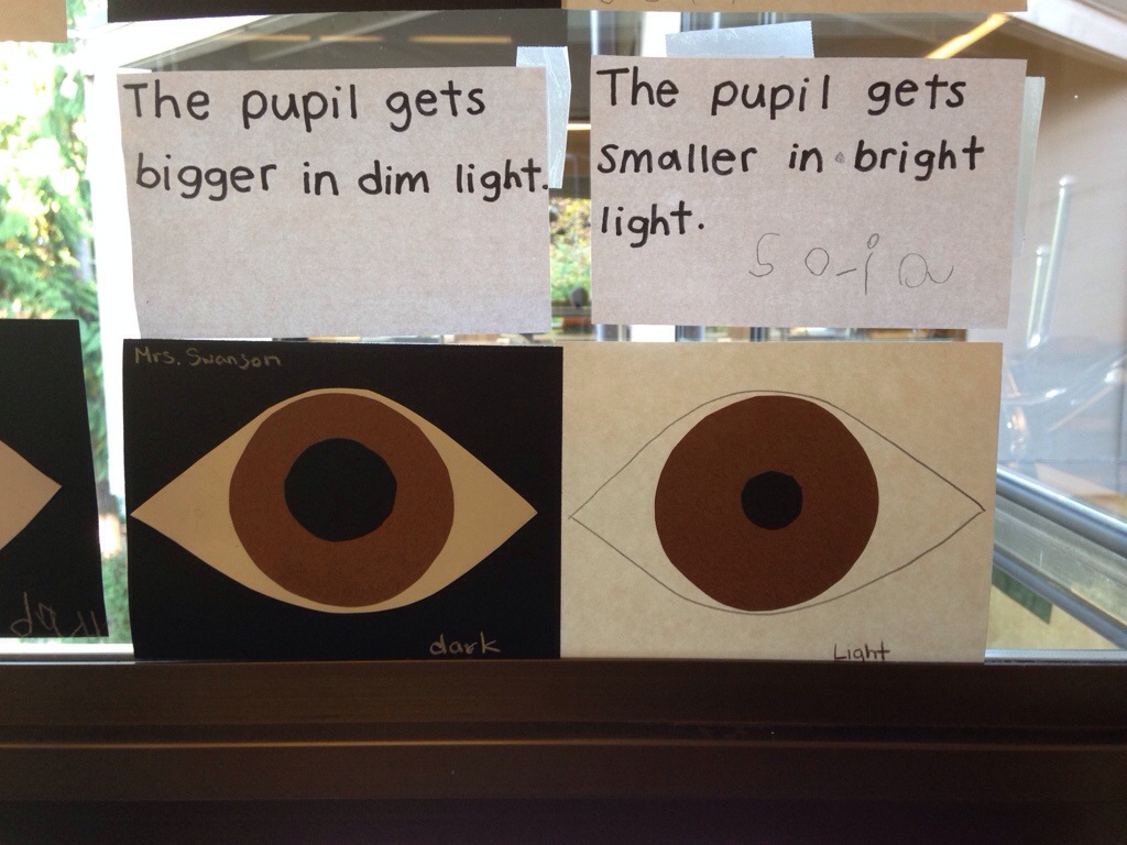 Parts Of The Eye Activity