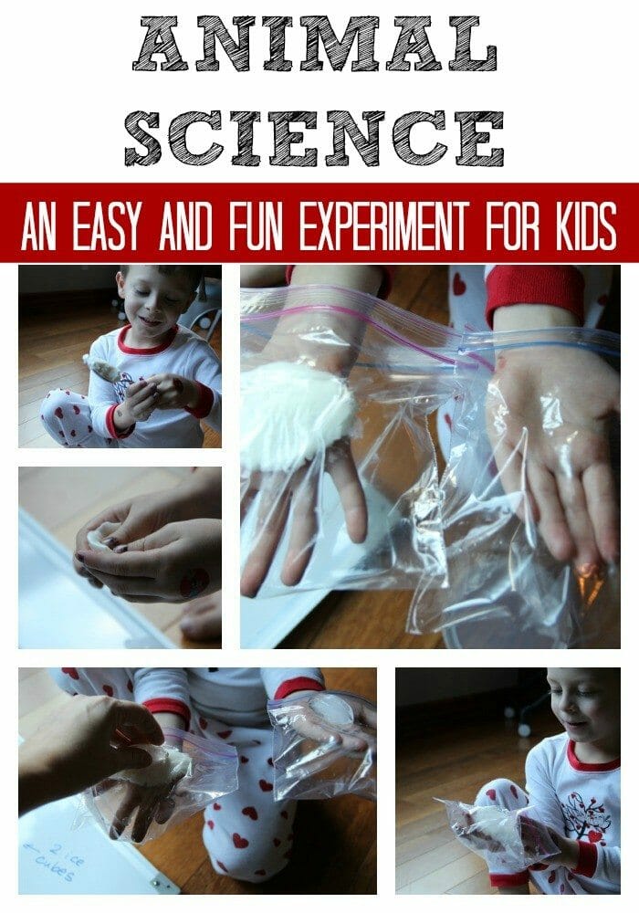 Easy Animal Science Experiment For Young Kids