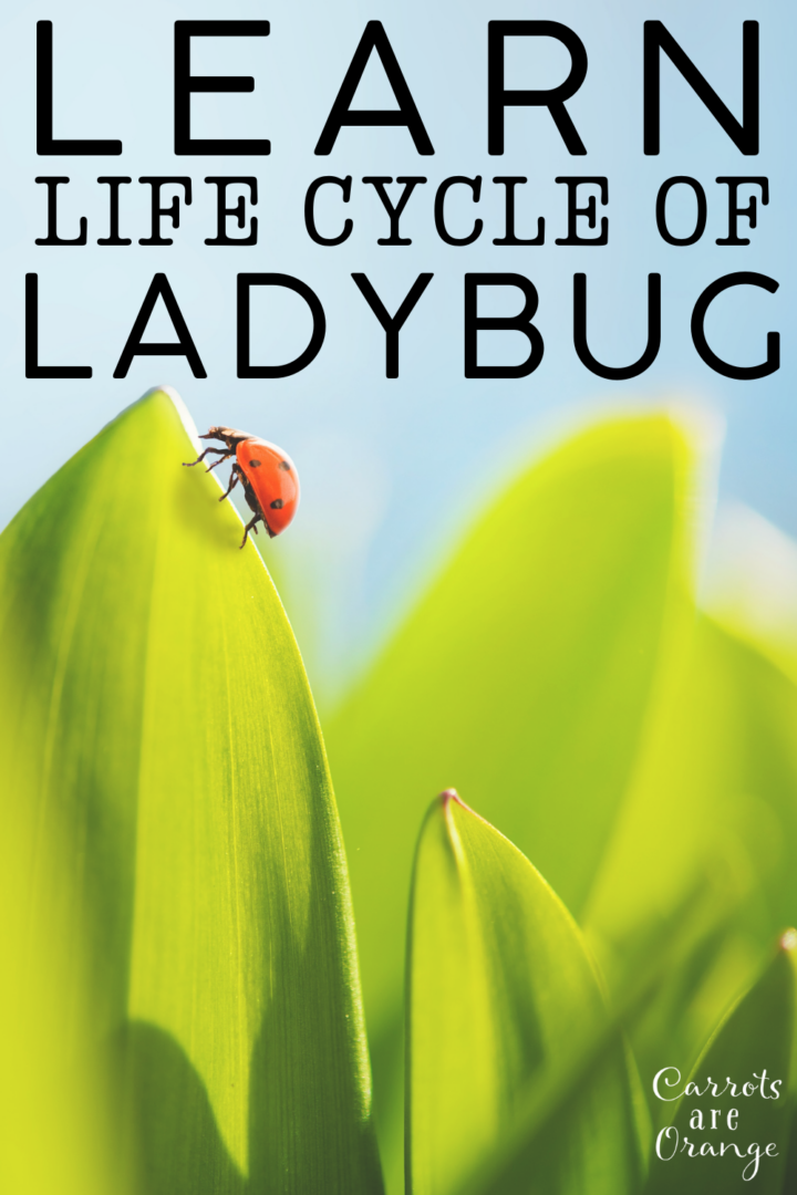 The Fascinating Life Cycle of a Ladybug: A Complete Guide – Audit Student