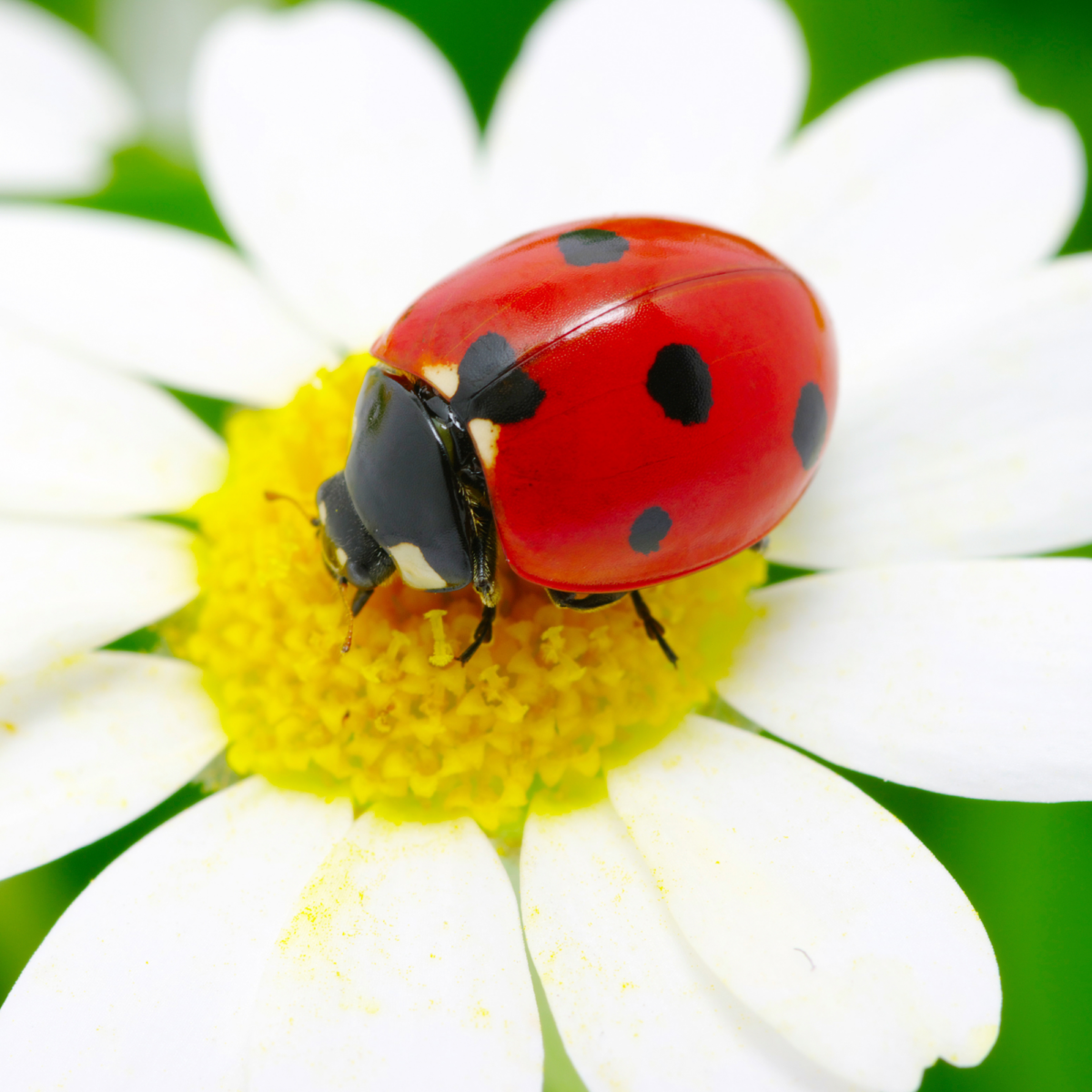 The Fascinating Life Cycle of a Ladybug: A Complete Guide – Audit Student