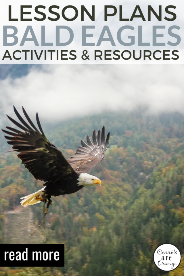 Bald Eagle Lesson Plans, Learning Activities, & Resources