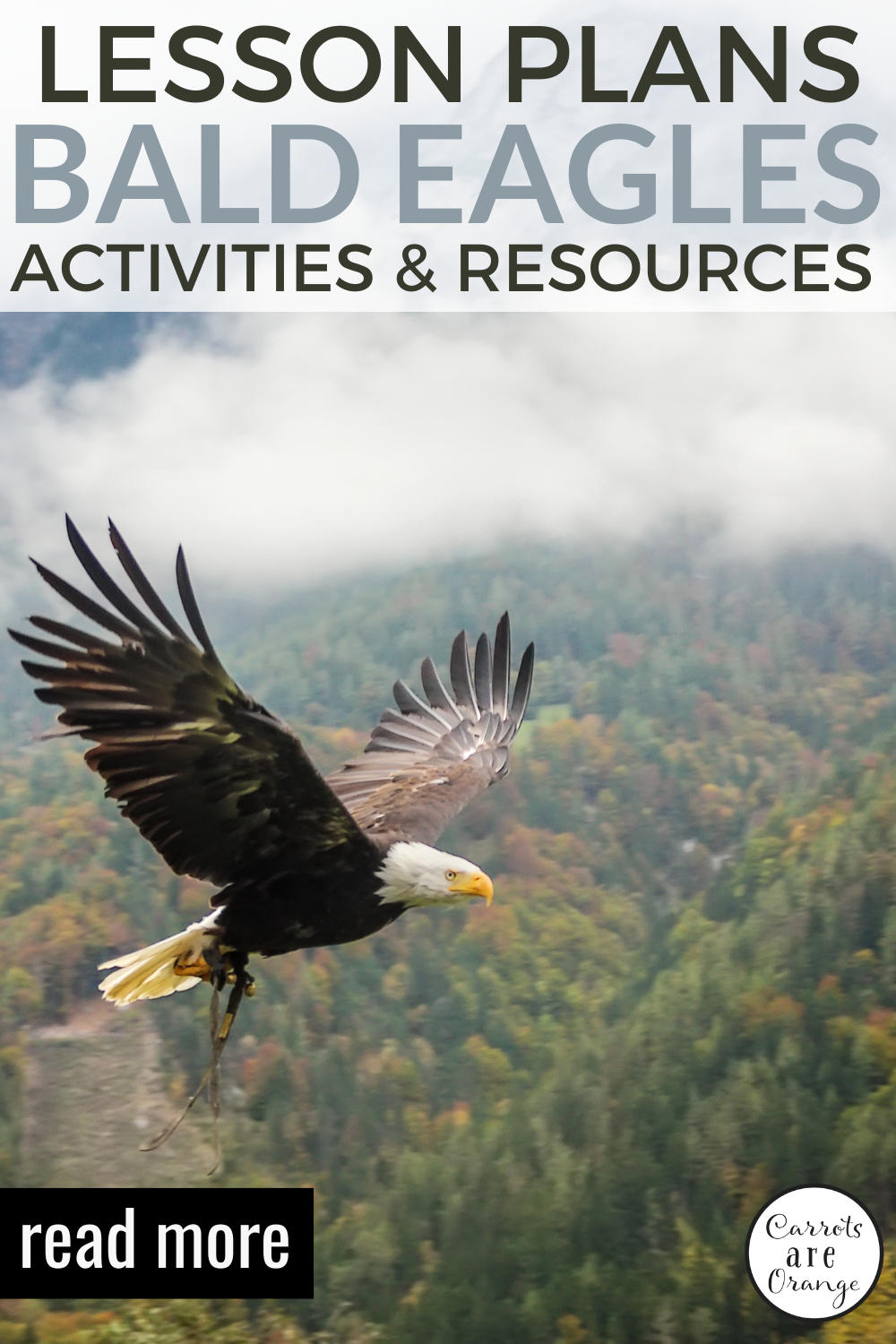 Bald Eagle Lesson Plans, Learning Activities, & Resources