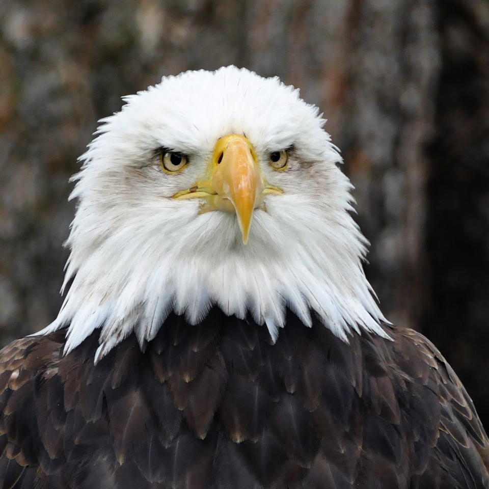 Bald Eagle Lesson Plans, Learning Activities, & Resources